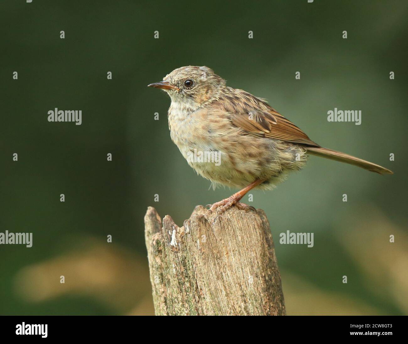 Prunella modularis mating hi-res stock photography and images - Alamy