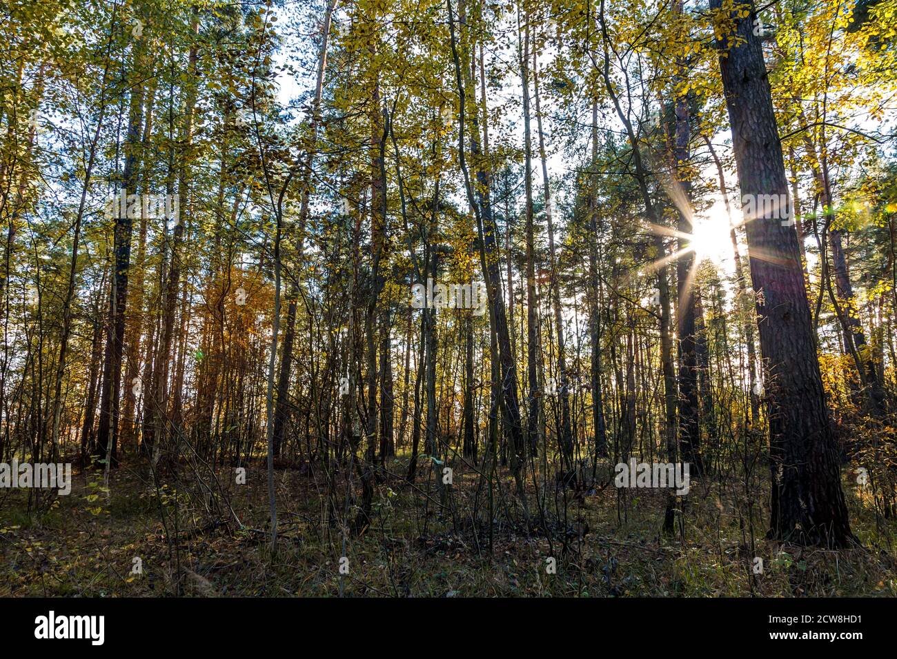 The sun shines through the trees. In the depths of a beautiful autumn ...