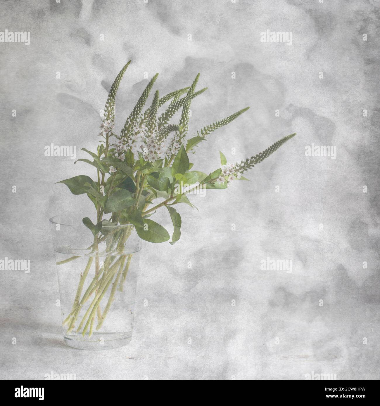 textured old paper background with bouquet of white veronica Stock ...