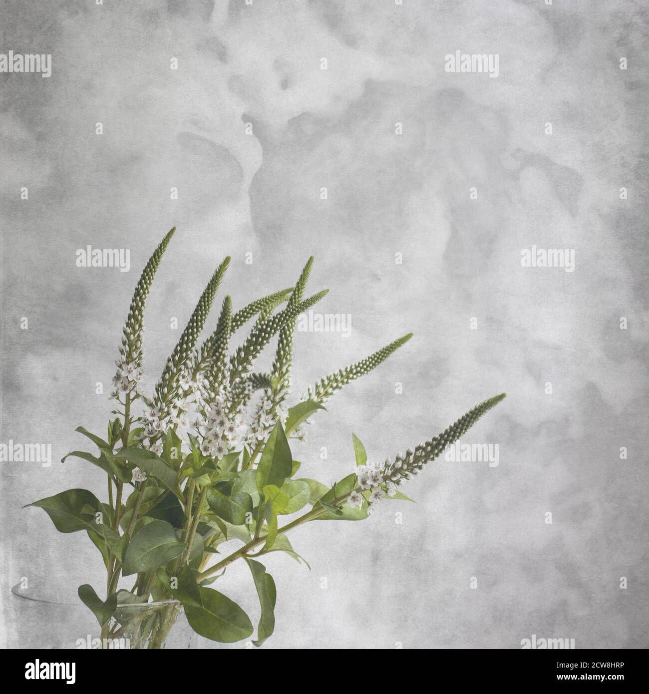 textured old paper background with bouquet of white veronica Stock ...