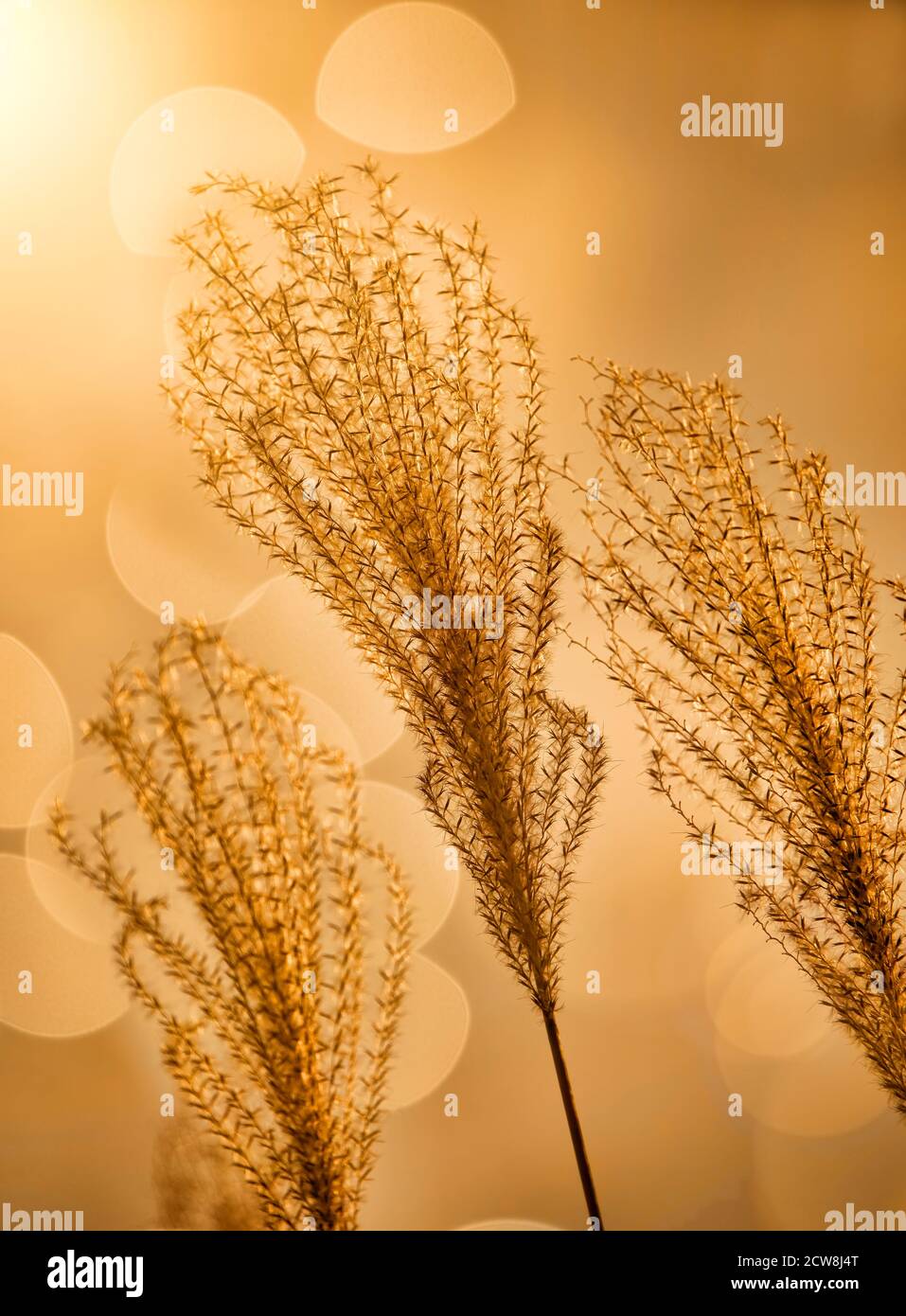 Wispy colors hi-res stock photography and images - Alamy