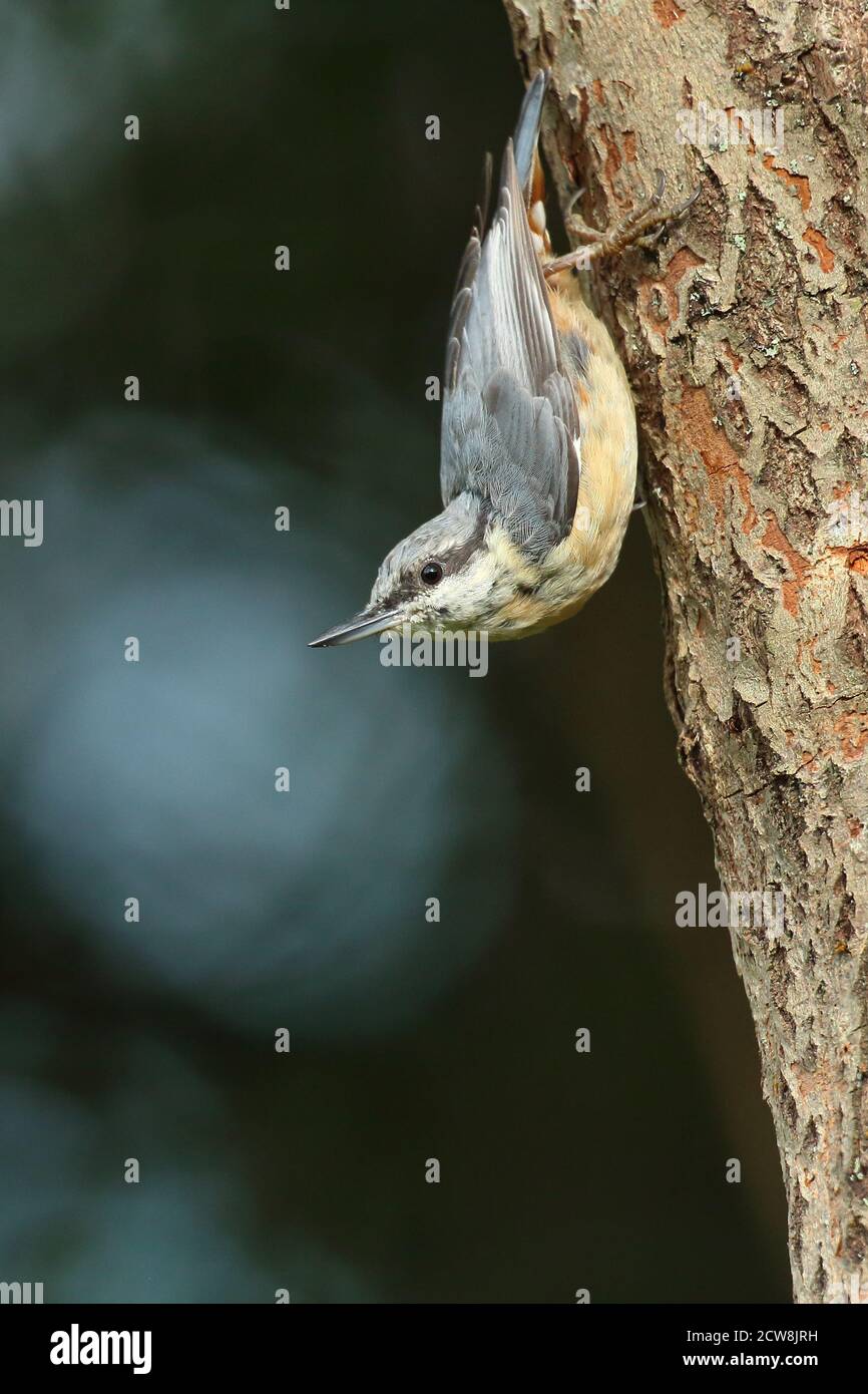 Breeding nuthatch hi-res stock photography and images - Alamy