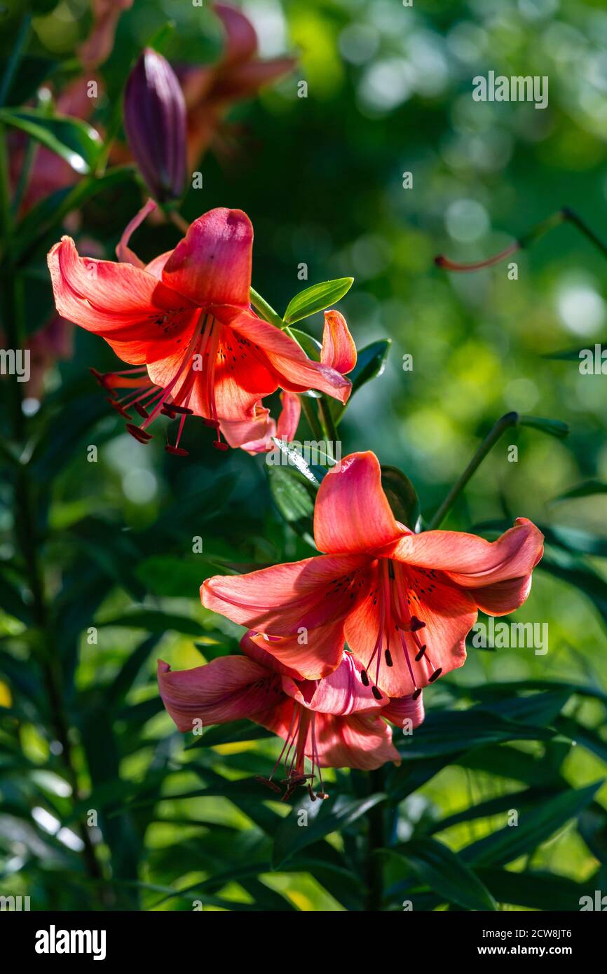 red lilies growing in the garden on a blurred green background Stock ...