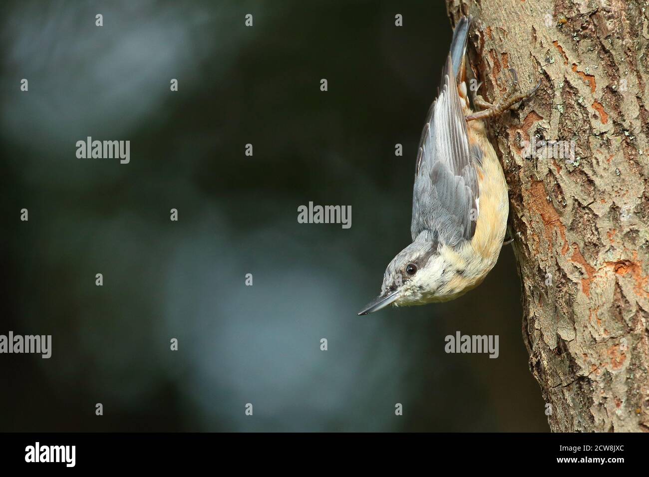 Breeding nuthatch hi-res stock photography and images - Alamy