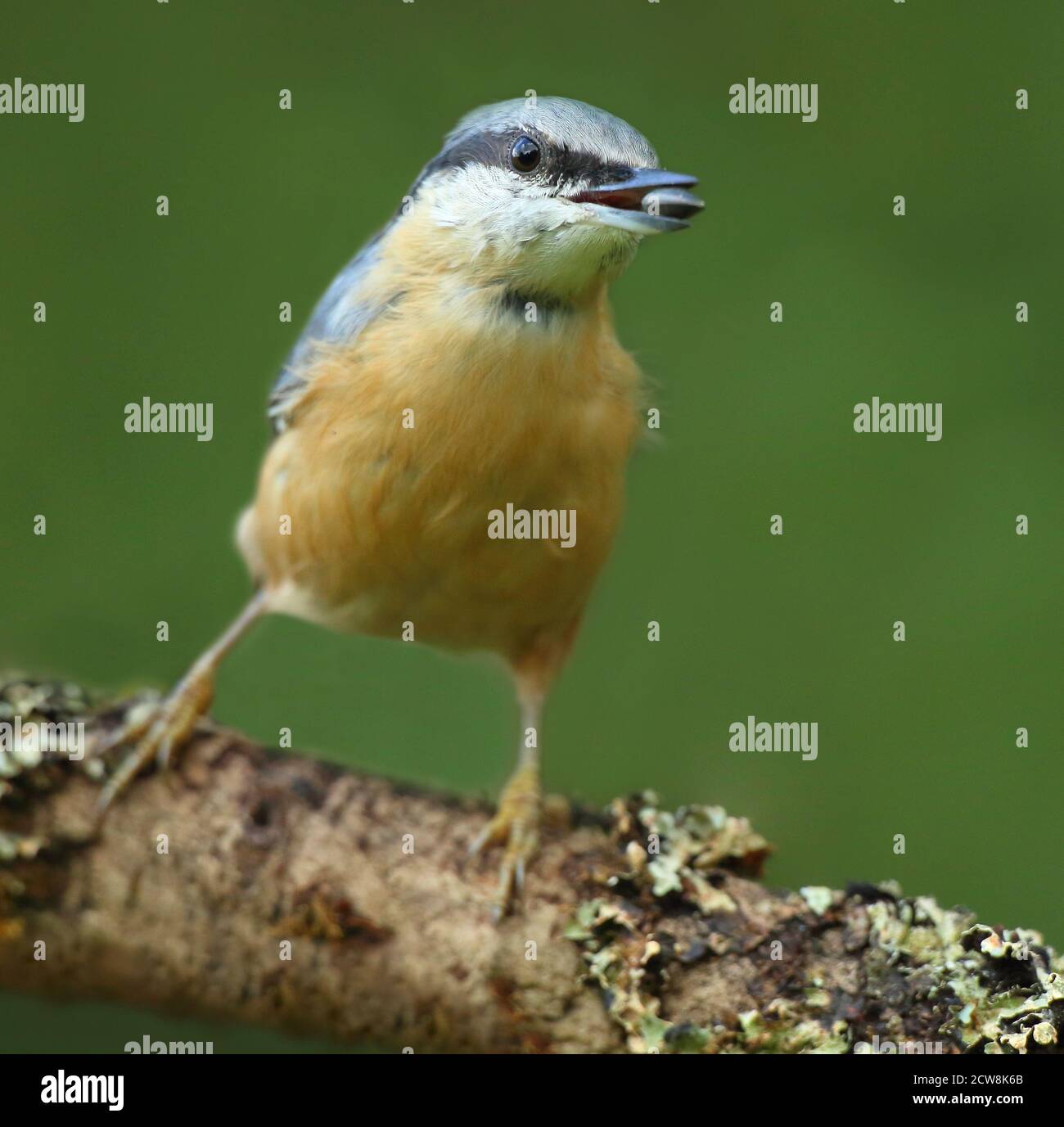 Nuthatch bird uk male hi-res stock photography and images - Alamy