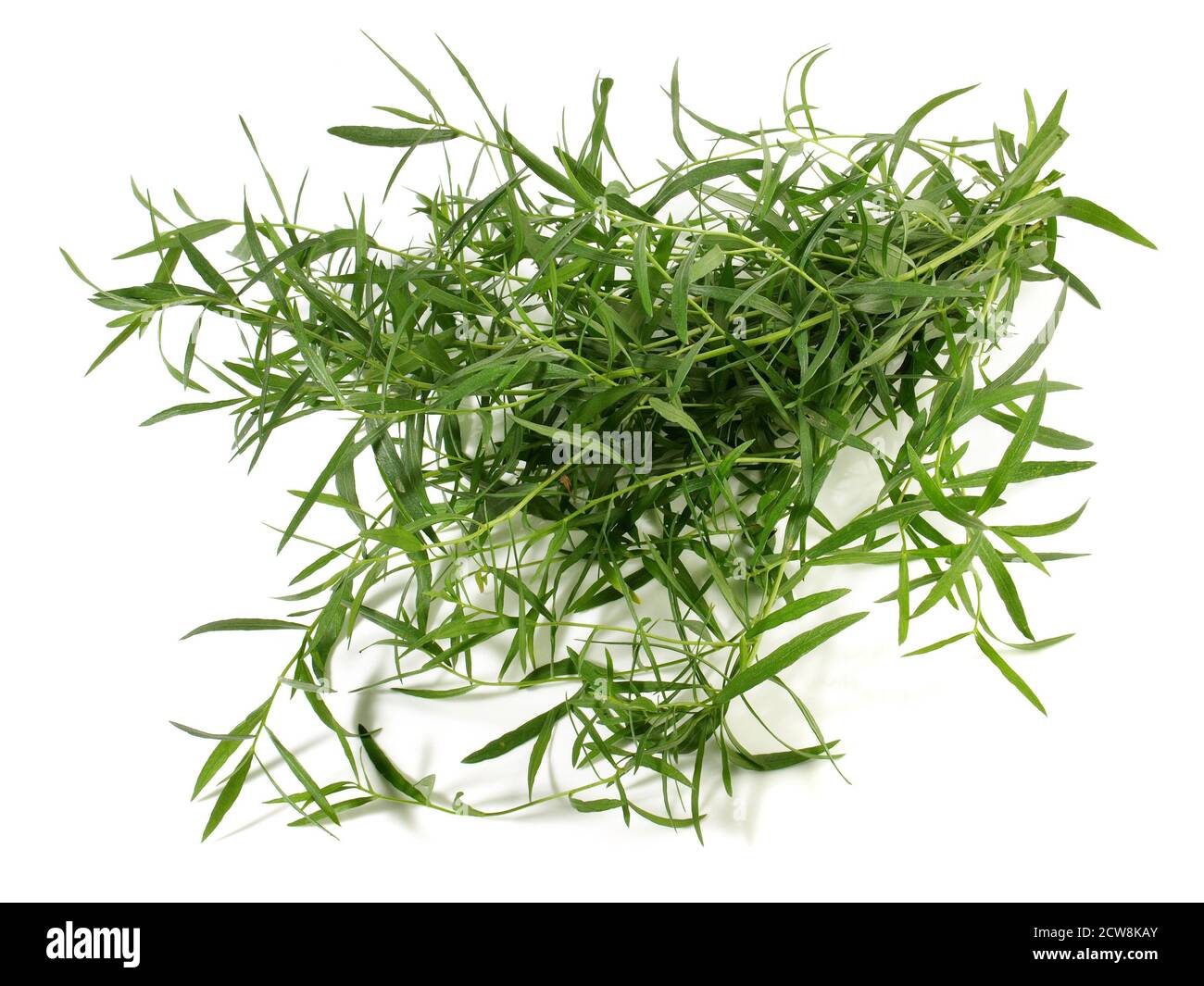 FreshTarragon Bundle isolated on white Background Stock Photo - Alamy