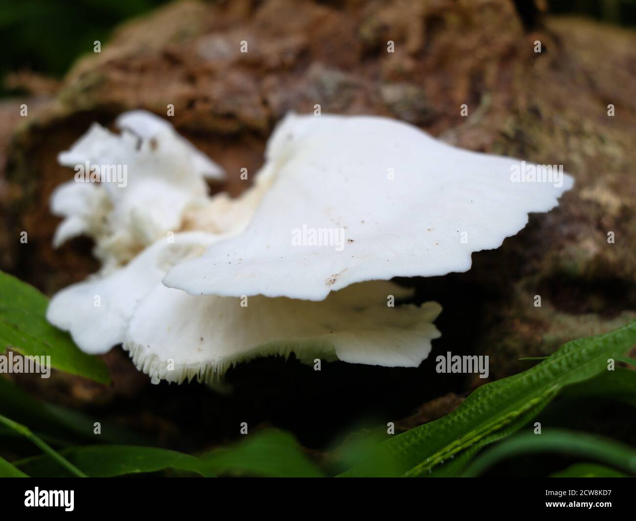 White color mushroom or conk on a decaying log, parasitic organism ...