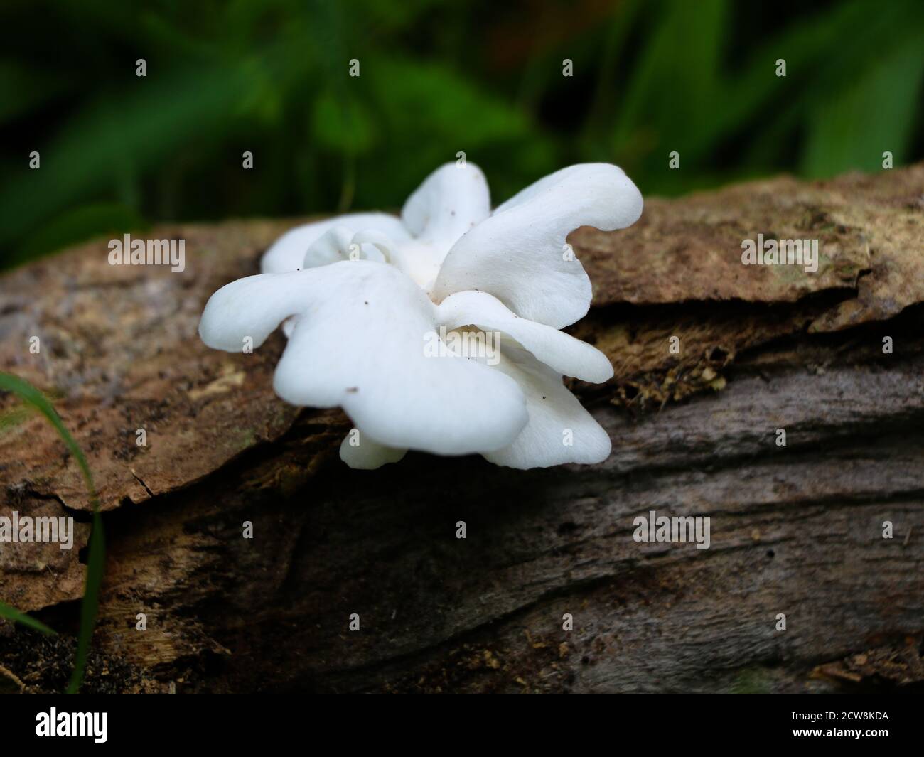 White color mushroom or conk on a decaying log, parasitic organism ...