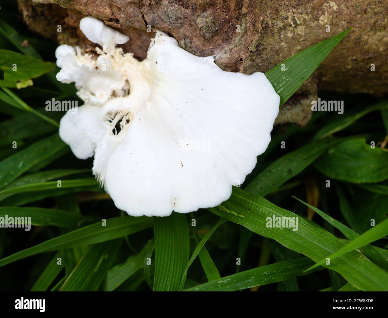 White color mushroom or conk on a decaying log, parasitic organism ...