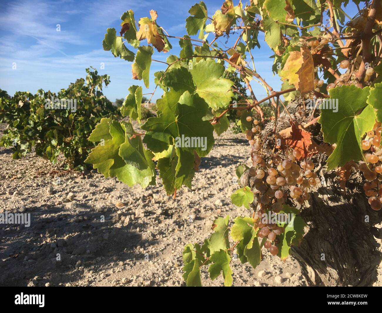 grapes ripening in a vineyard Stock Photo - Alamy