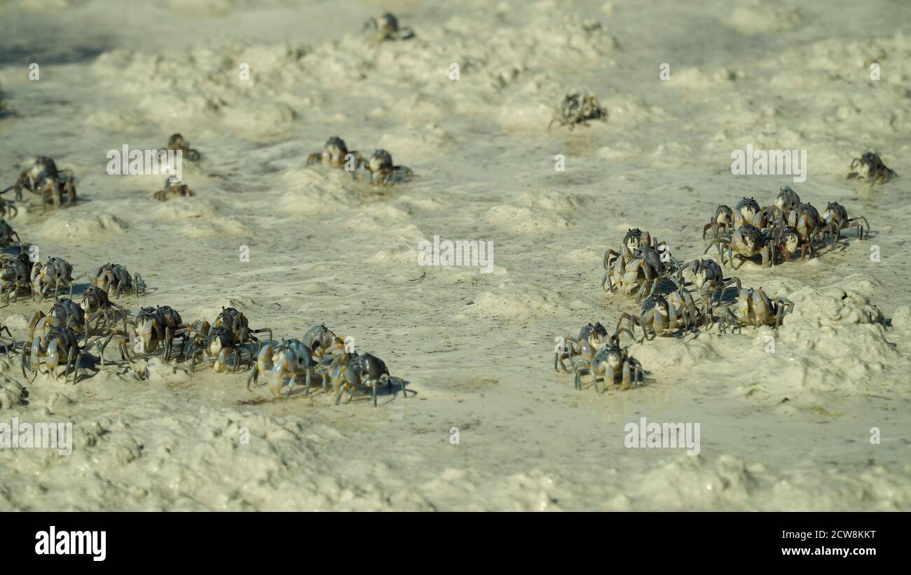 Crabs move along the sand during low tide. Blue soldier crabs on Beach ...
