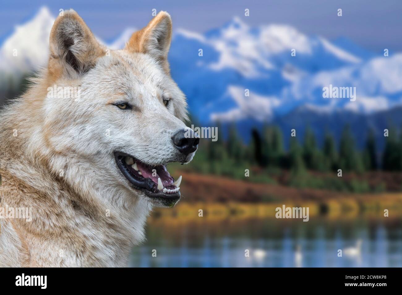 Mackenzie valley wolf hi-res stock photography and images - Alamy