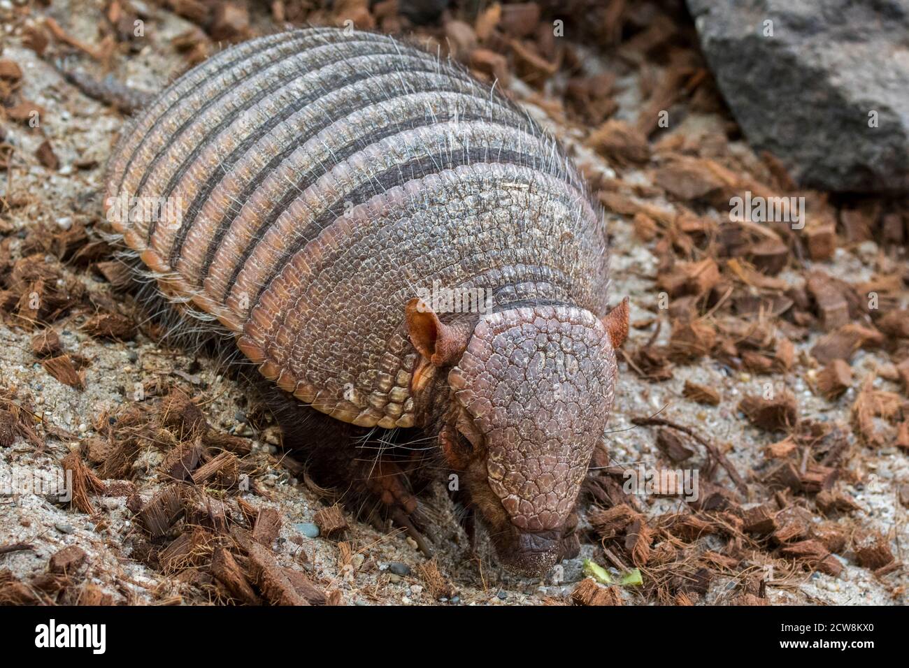 Screaming hairy armadillo / small screaming armadillo (Chaetophractus ...