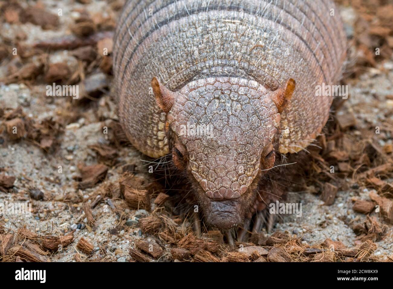 Screaming Hairy Armadillo High Resolution Stock Photography and Images ...