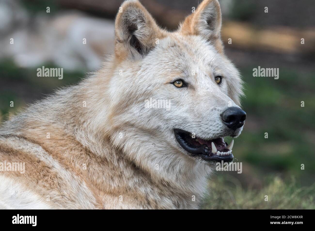 Northwestern wolf / Mackenzie Valley wolf (Canis lupus occidentalis ...
