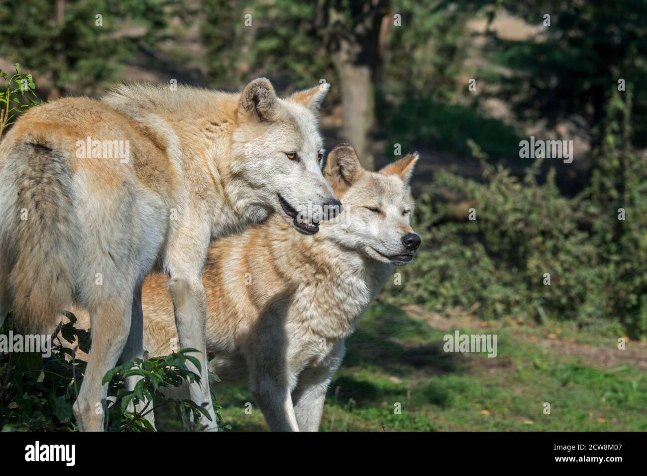 Mackenzie valley wolves hi-res stock photography and images - Alamy