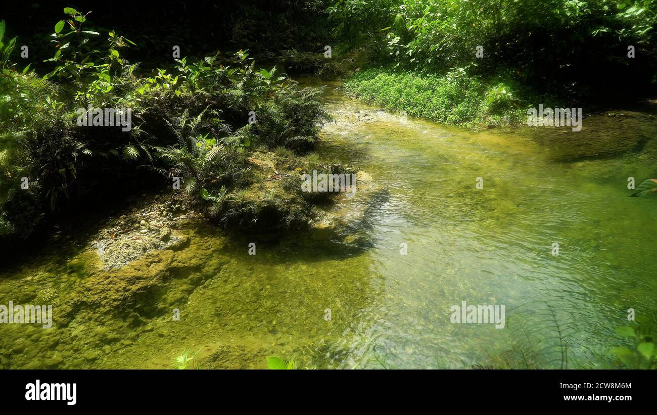 River and tropical rainforest in summer day. Bohol, Philippines ...