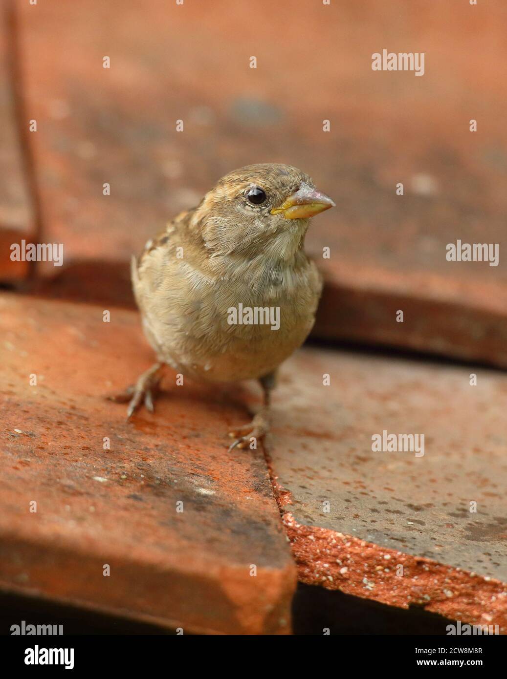 Sparrow Nest Building High Resolution Stock Photography and Images - Alamy