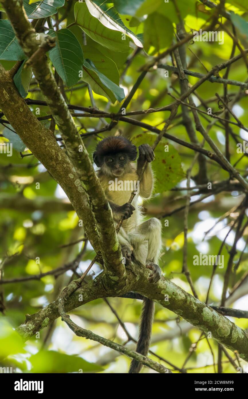 Newborn wild ugandan red colobus monkey on a branch, Kibale National ...