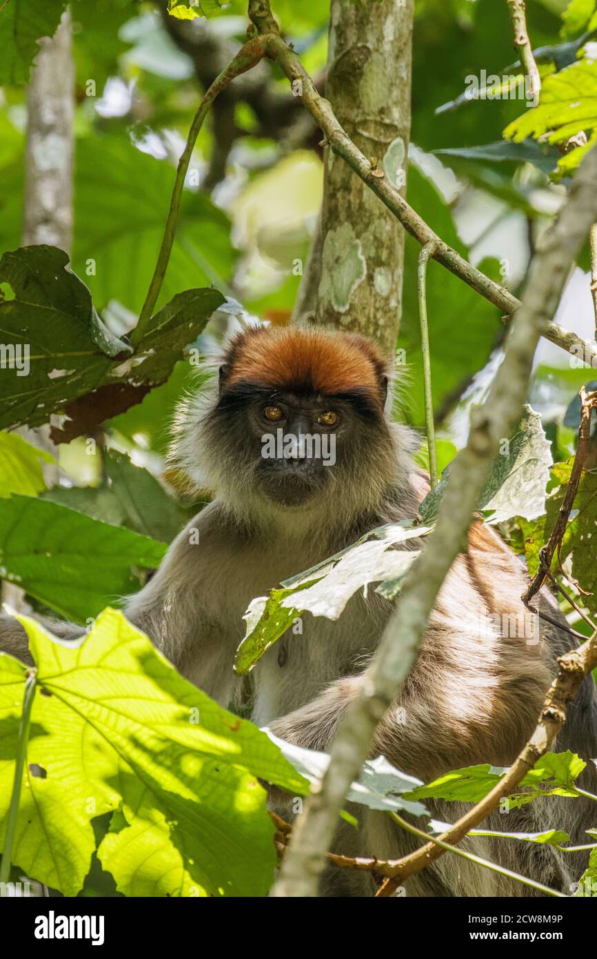 Ugandan protected area uganda hi-res stock photography and images - Alamy