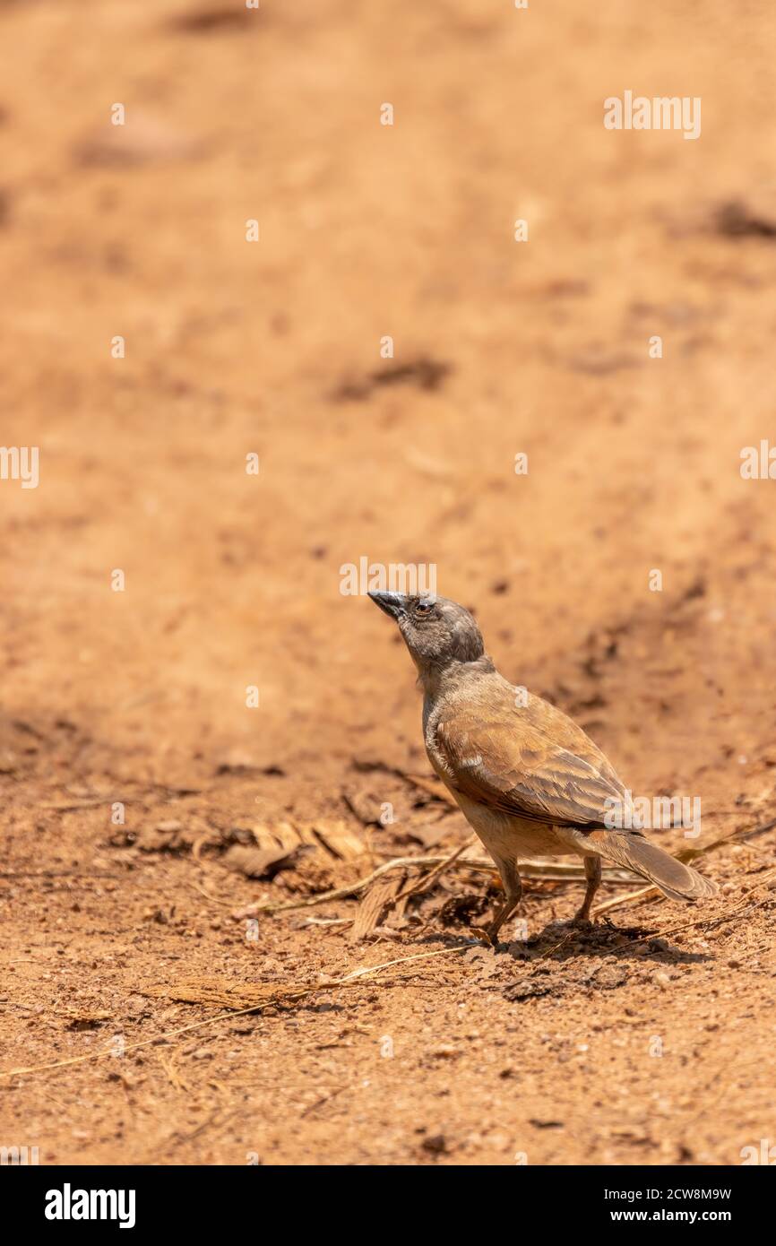 Northern grey-headed sparrow (Passer griseus) on the ground, Kibale ...