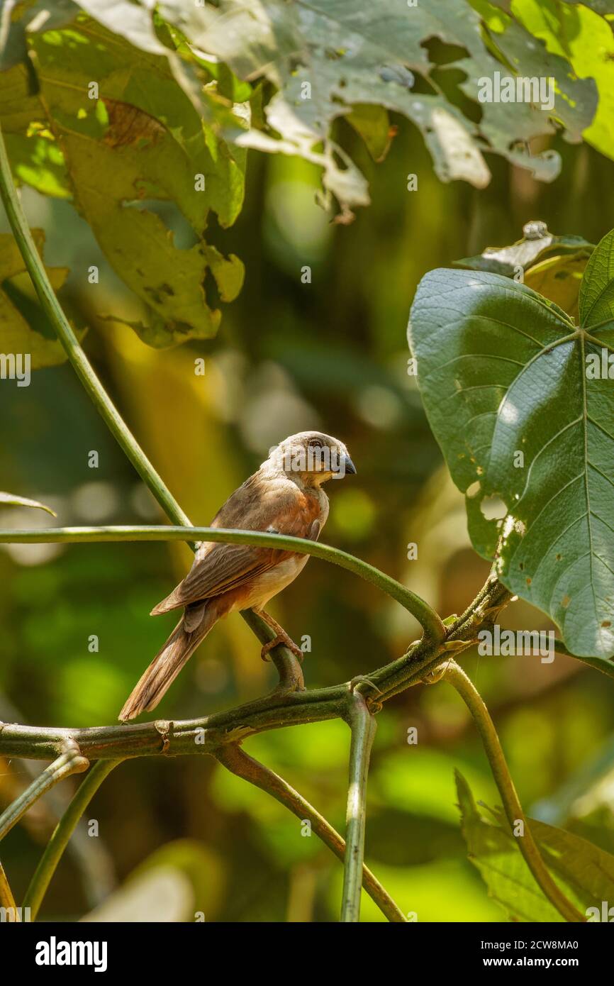 Northern grey-headed sparrow (Passer griseus) on a branch, Kibale ...