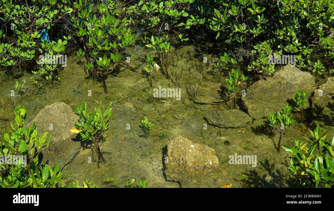 Young mangroves in the water. Tropical mangrove green tree forest ...