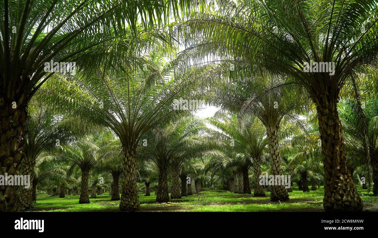 Palm trees on the plantation of Filipino farmers. Palm grove in the ...