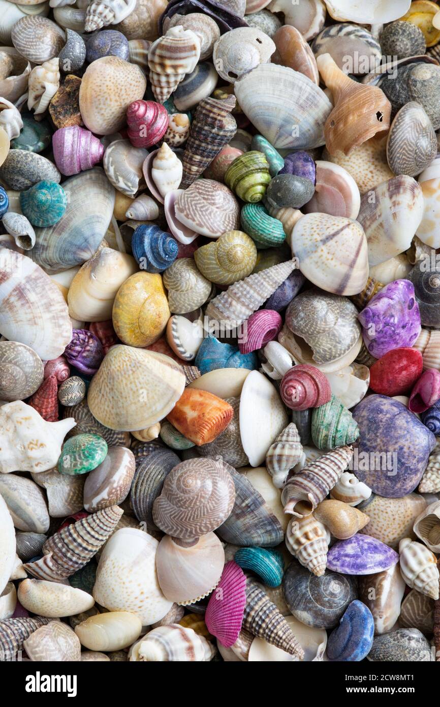 Auger Shells High Resolution Stock Photography and Images - Alamy
