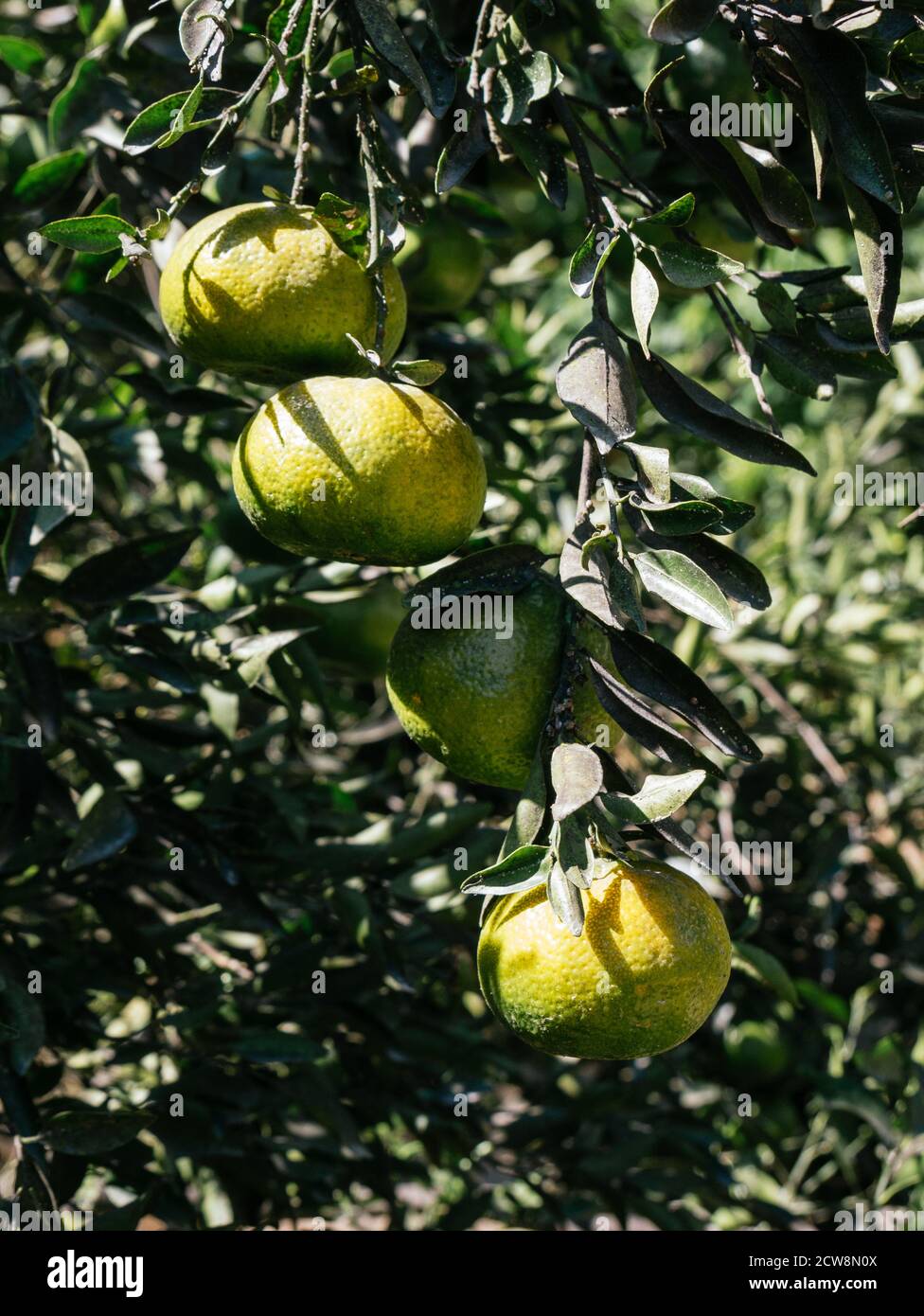 tangerine tree, fruits starting to ripen, green tangerines, sunny day ...