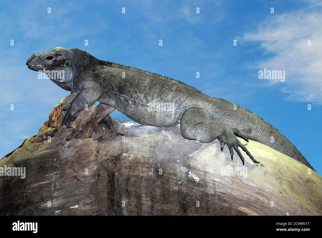Grey lizard resting on a branch Stock Photo - Alamy