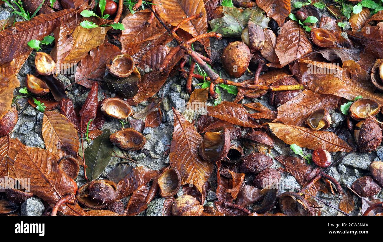 Kastanien chestnuts hi-res stock photography and images - Alamy