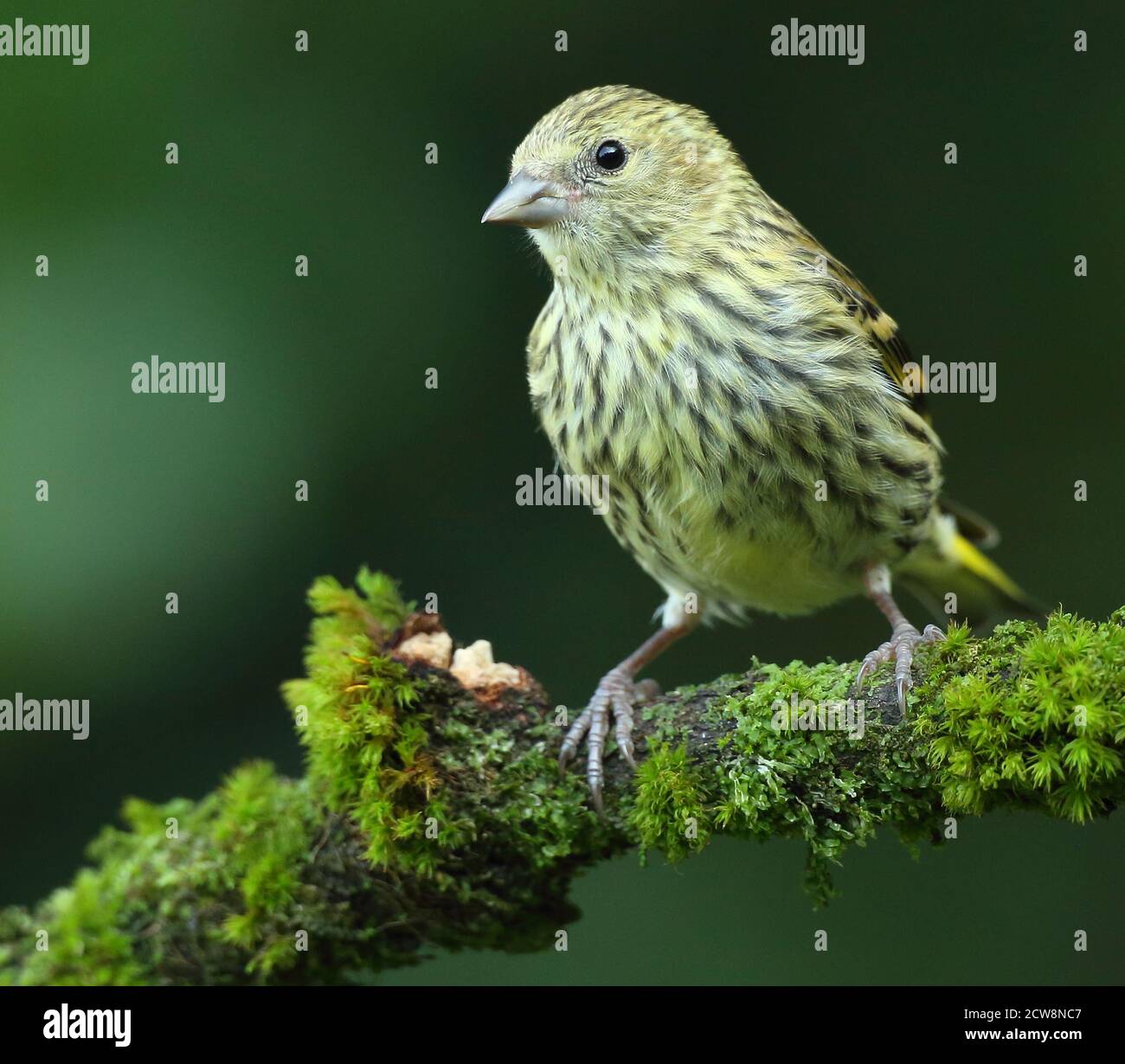Purple Finch Juvenile
