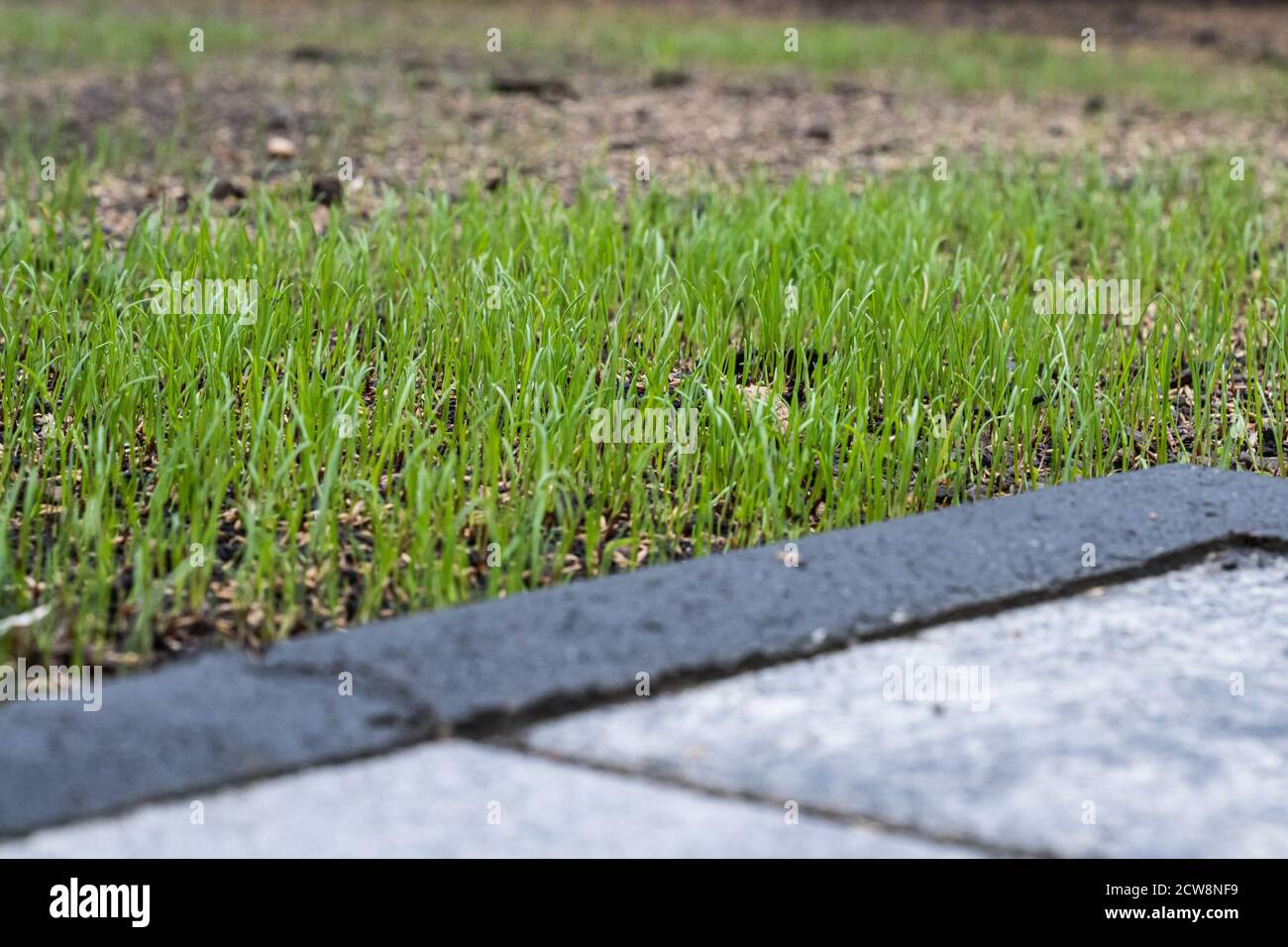 Sprouting crops hi-res stock photography and images - Alamy