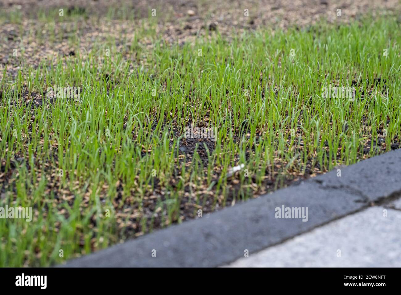 Grass sprouting hi-res stock photography and images - Alamy