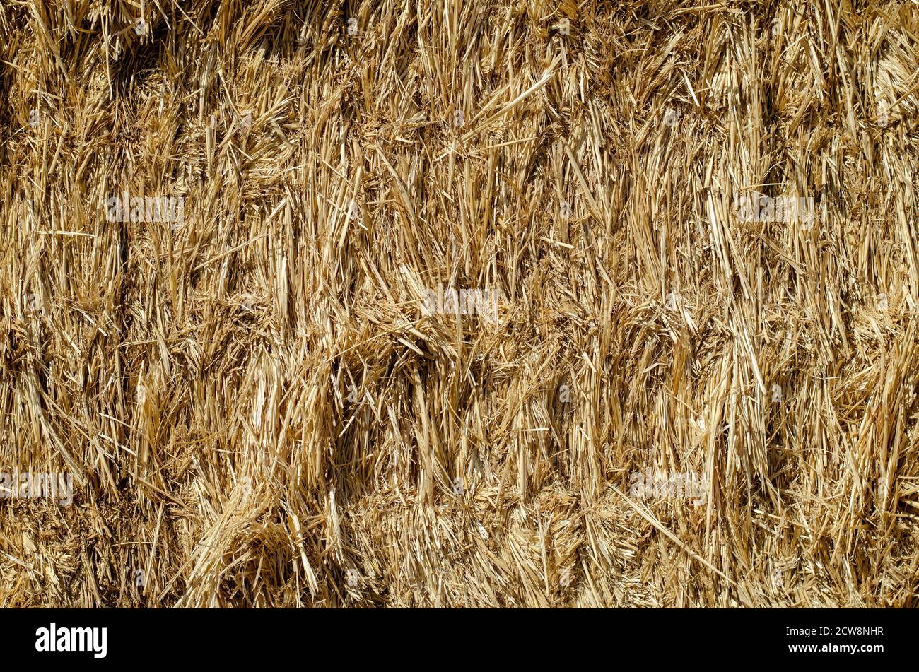 Texture of dry straw in rectangular bales. Close-up of rectangular ...