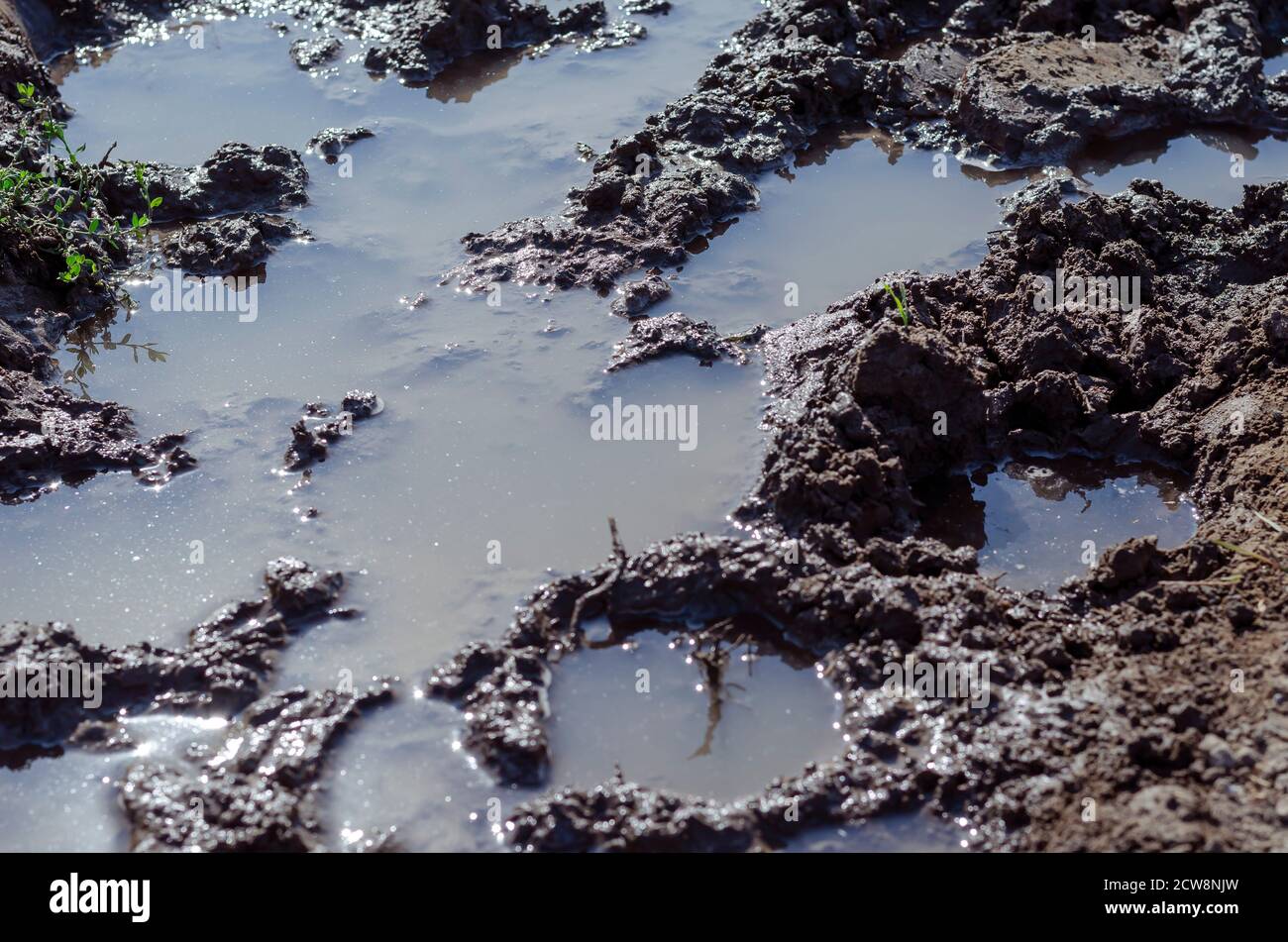 Cow footprints in wet black soil. A puddle on the ground with traces of ...