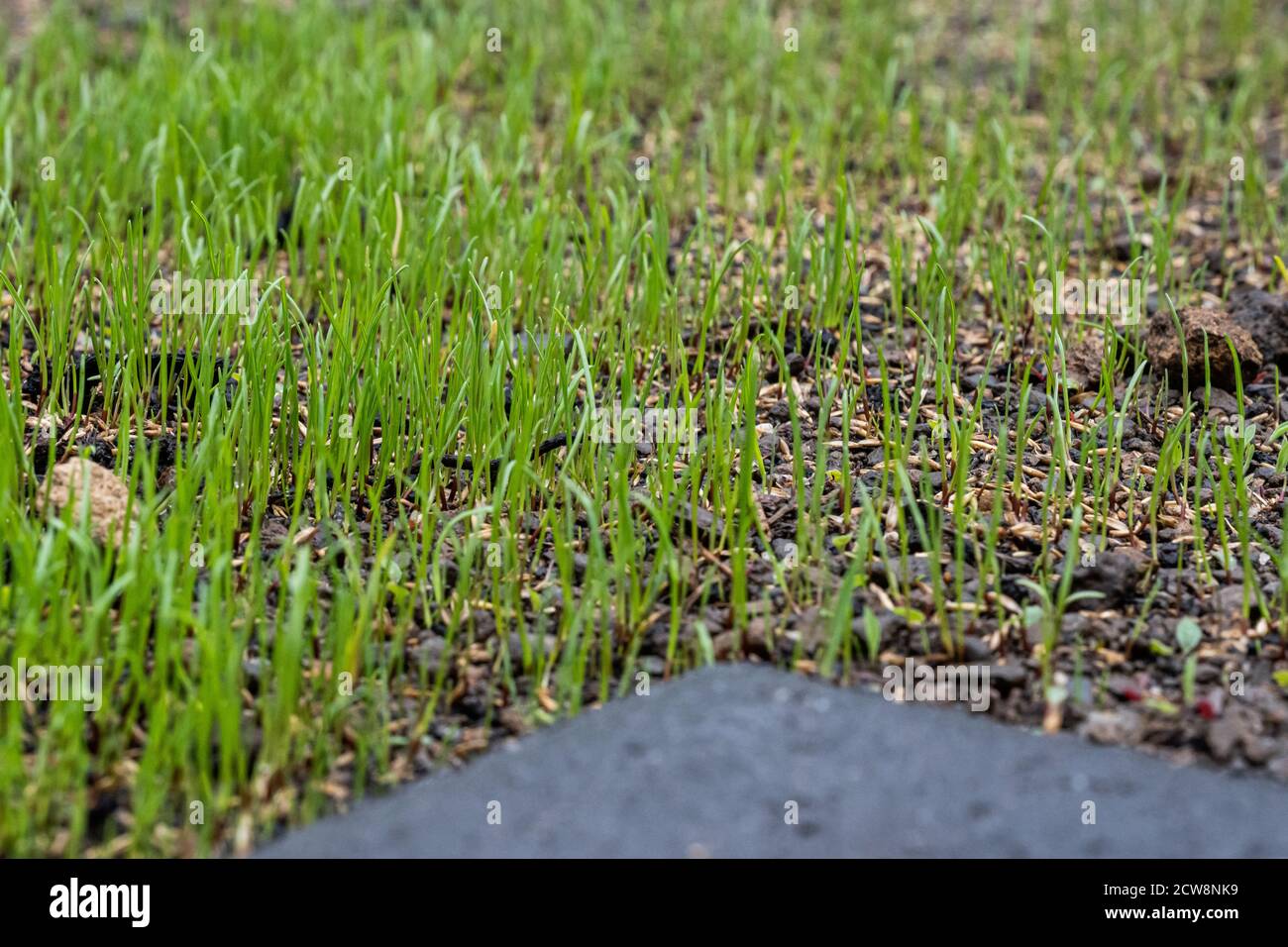 Fresh green spring gras closeup Lawn grass sprouting, sowing crops and ...