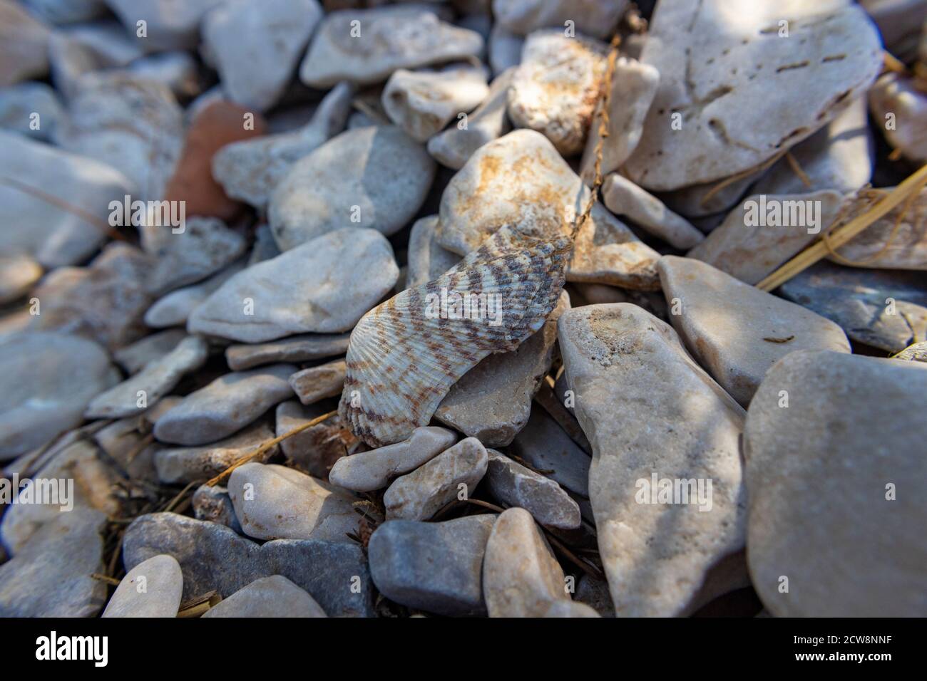 White shell on gravel hi-res stock photography and images - Alamy
