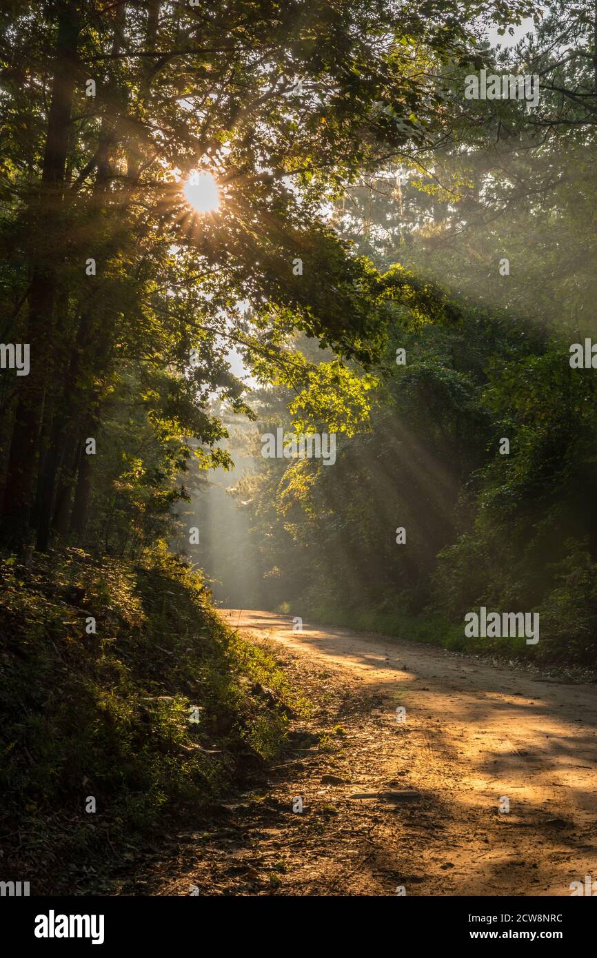 Sunlight filtered through a tree hi-res stock photography and images ...