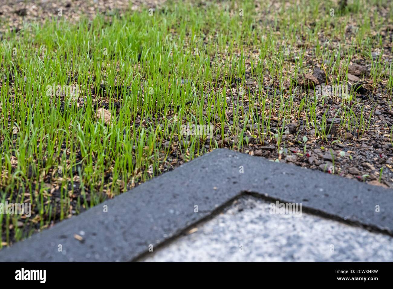 Grass sprouting hi-res stock photography and images - Alamy