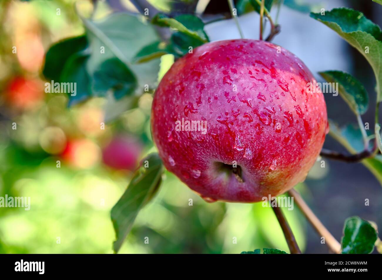Apple braeburn tree hi-res stock photography and images - Alamy