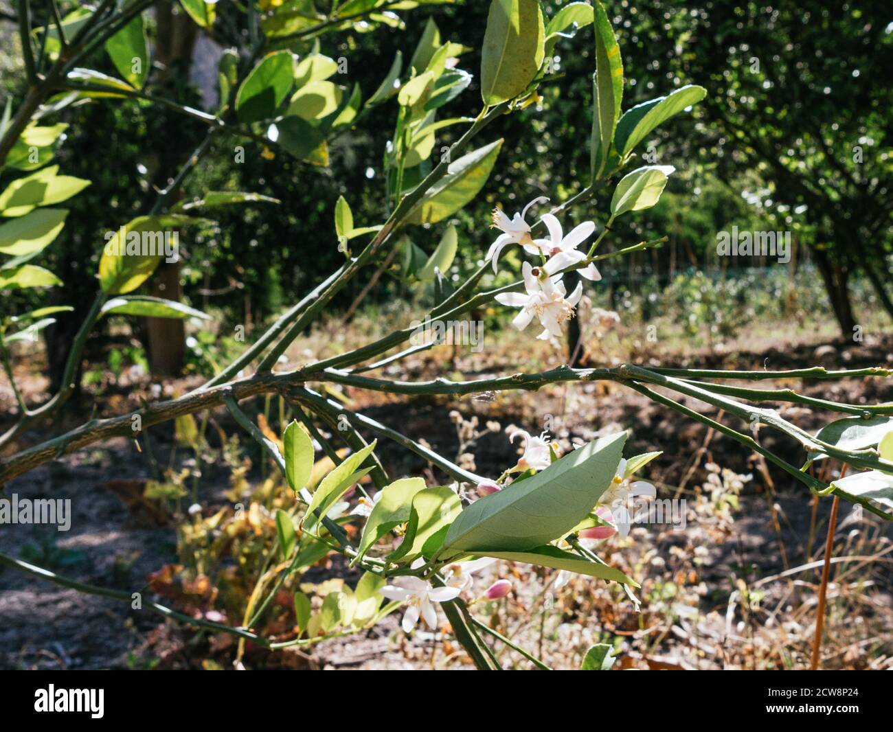 orange blossom flowers of the mandarin tree, azahar Stock Photo - Alamy