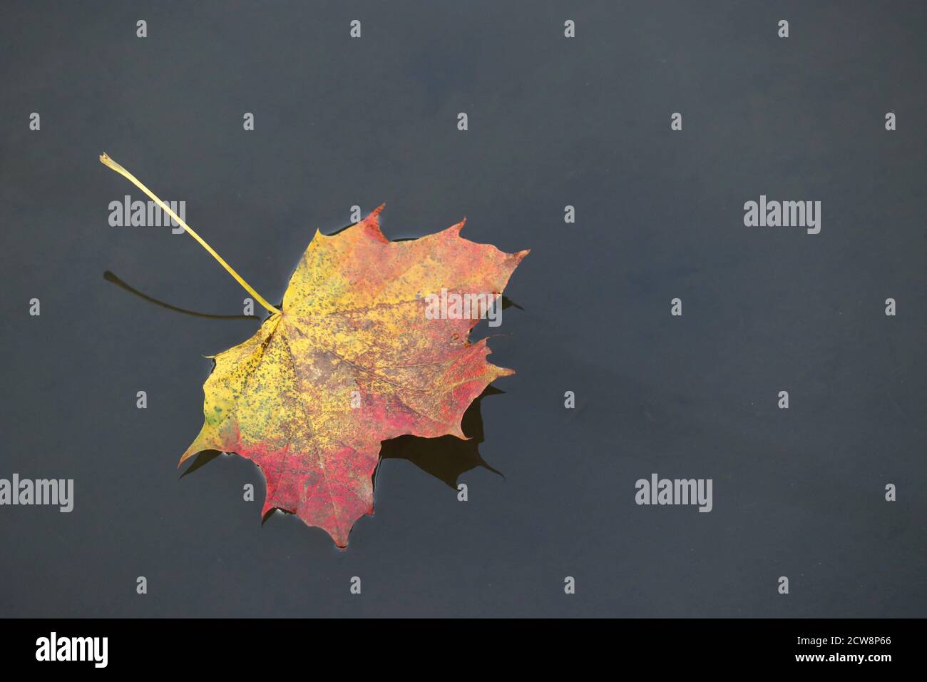 Maple leaf in a rain puddle is reflected in the water. Background for autumn season Stock Photo ...