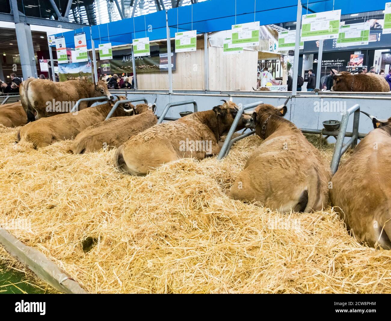 PARIS, FRANCE - MARCH Circa, 2020. Aubrac cows lying on straw at the ...