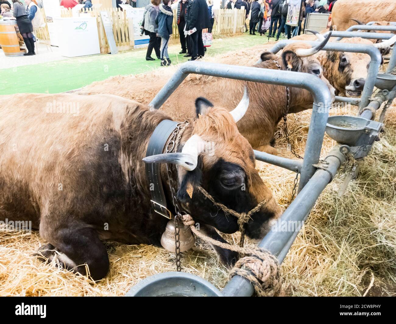 PARIS, FRANCE - MARCH Circa, 2020. Aubrac cows lying on straw at the ...