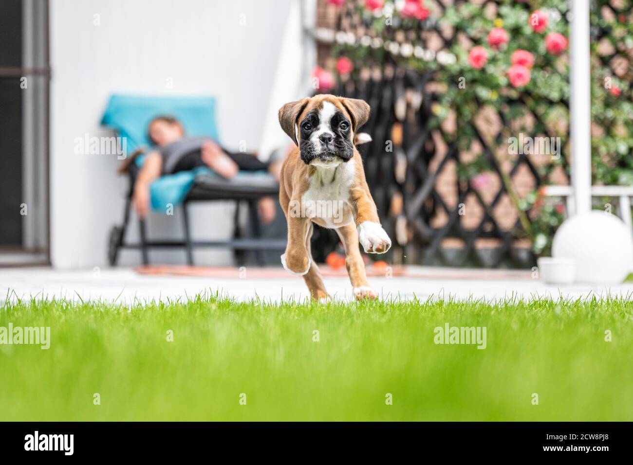 8 weeks young purebred golden german boxer dog puppy running and ...