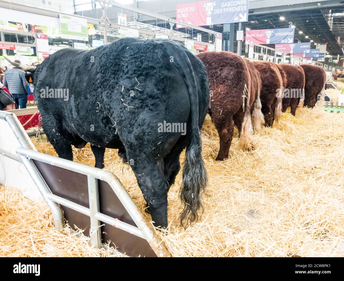 PARIS, FRANCE - MARCH Circa, 2020. Salers cows standing on straw at the ...