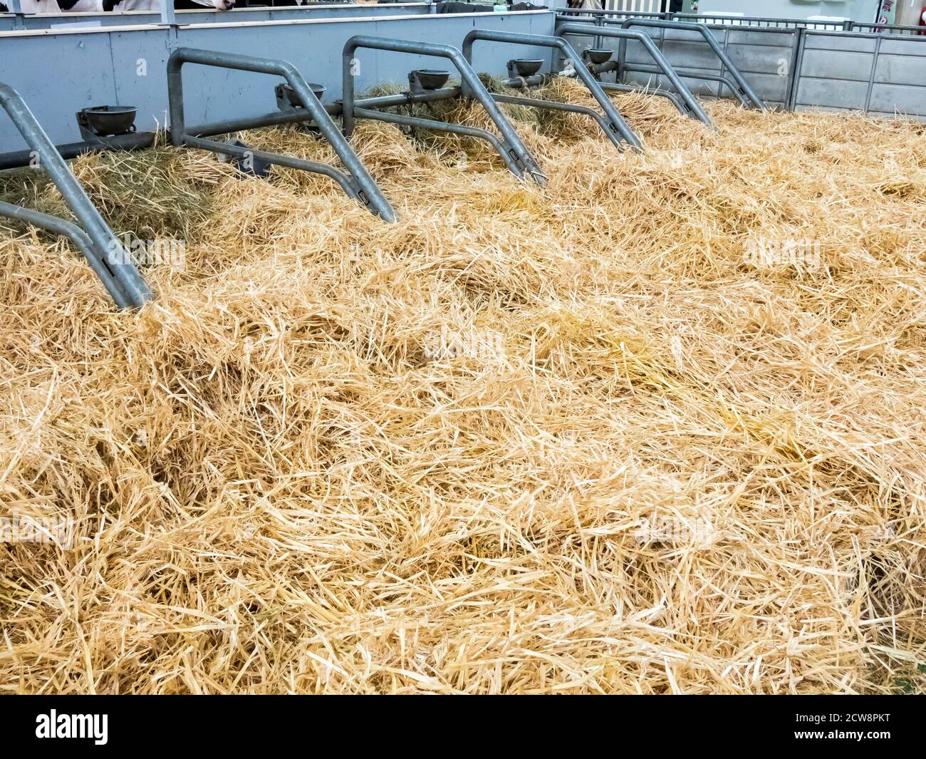 Farmhouse cow stall hi-res stock photography and images - Alamy