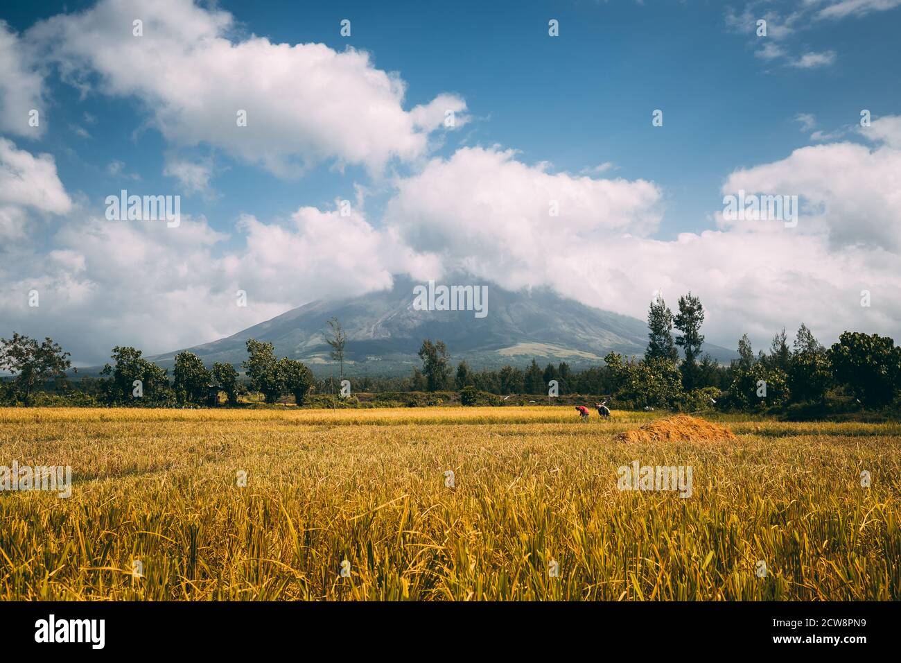 Philippine farmers field working, Volcano Mayon erupts clouds of smoke ...